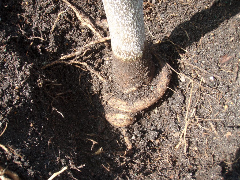Planting Bare Root – Tree Fredericksburg