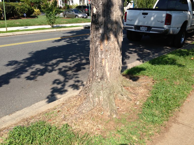 tree flare | Tree Fredericksburg